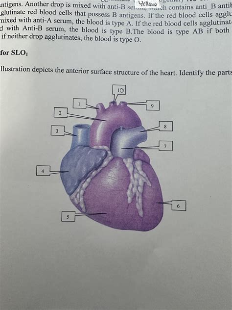 Anterior Surface Of Heart Diagram Diagram Quizlet