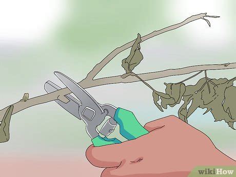 How To Prune A Mulberry Tree 10 Steps With Pictures WikiHow