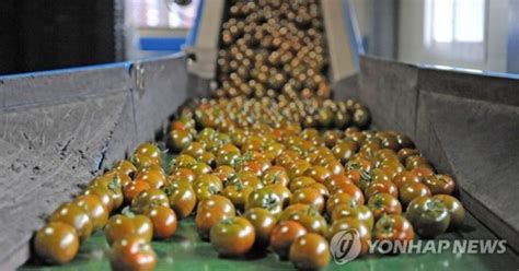 화천 명품 토마토 깜빠리·쿠마토 본격 출하