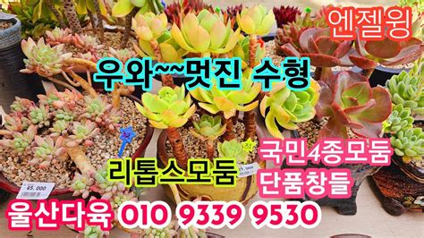 울산다육💗분째착한가격의다육들😍경미인버날렌스둥근잎캐시미어법사사바나로즈리톱스모둠단품창큐빅프로스티법사러우