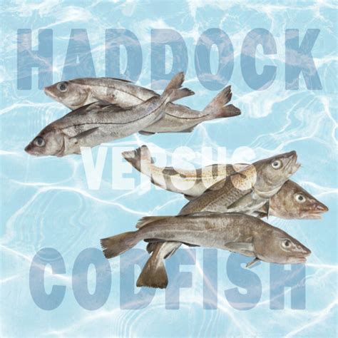 Haddock Vs Cod Which Is Better Tastylicious