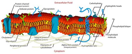 Cell Membrane Definition Structure Function Lesson Study Com