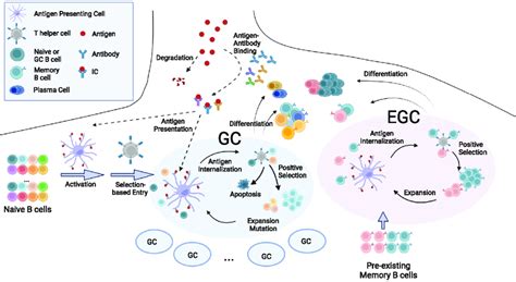 Schematic Depiction Of The In Silico Model Download Scientific Diagram