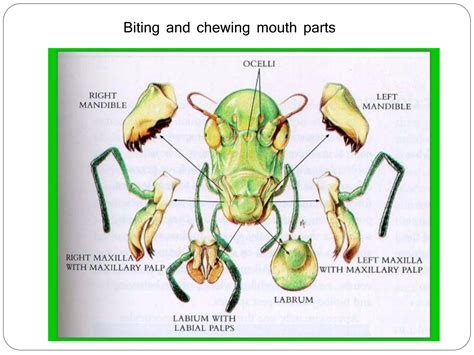 Insect Mouthparts Pdf