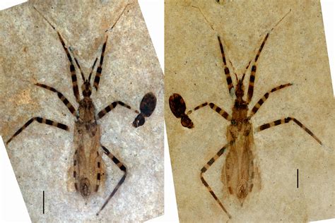 50 Million Year Old Fossil Assassin Bug Has Unusually Well Preserved
