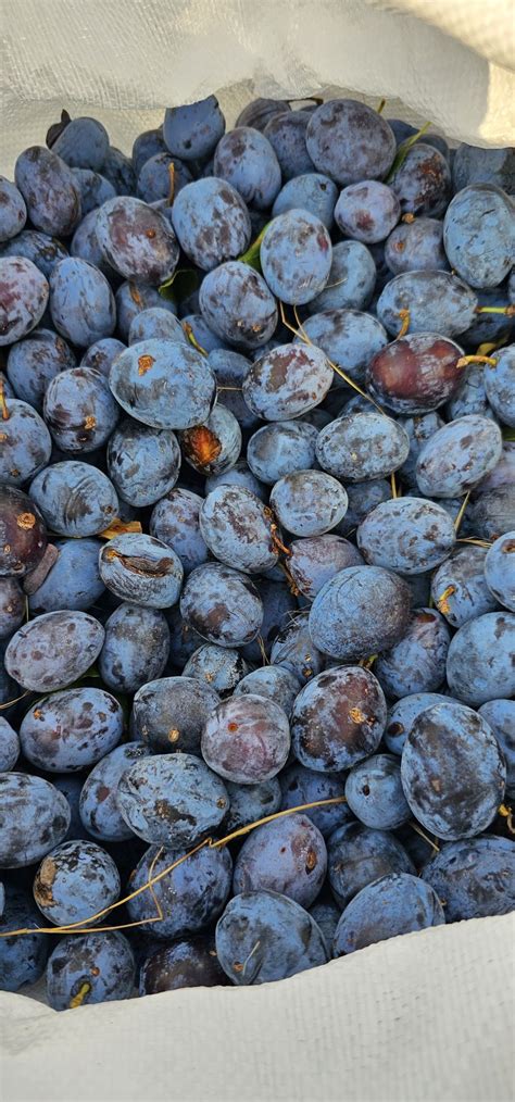 Продавам сини сливи с Черничево • Olx Bg