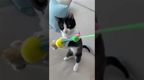 고양이가 집사랑 놀아준 진짜 이유 Youtube