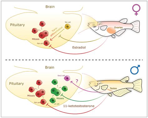 Schematic Illustration Resuming The Sexual Dimorphic Sex Download