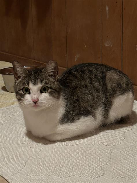 Stray Sex Male Or Female R Straycats