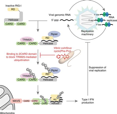 model for v vulnificus cfp mediated dysregulation of host innate