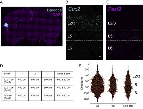 high throughput mapping of long range neuronal projection using in situ