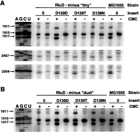 Pseudouridine Sequencing Analysis Of 23s Rrna From Strain Mg1655 Download Scientific Diagram