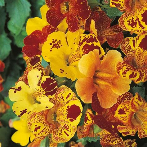 Buy Mimulus Mix Tiger Monkey Seeds In Pakistan Seed Beej 2025