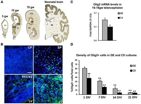 Olig2 Expression In The Human Fetal Forebrain A Schematic Download Scientific Diagram
