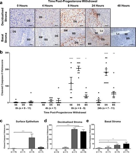 Apoptosis Is Significantly Increased By 8 Hours After Progesterone Download Scientific Diagram