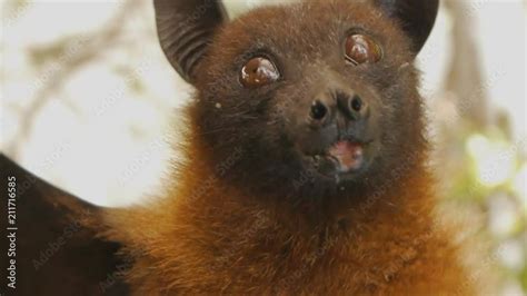 Close Up Shot Of Fruit Bats Head Hanging Upside Down Sticking Out The