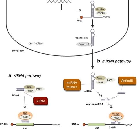 Schematic Structure Of A Sirna Duplex And Chemical Modifications In