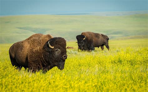 Download Animal American Bison Hd Wallpaper