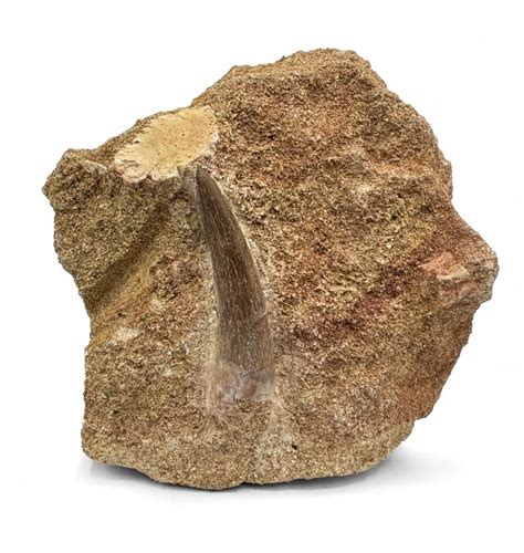 Fossils For Sale Fossils Rare Cretaceous Plesiosaurus Tooth From Morocco