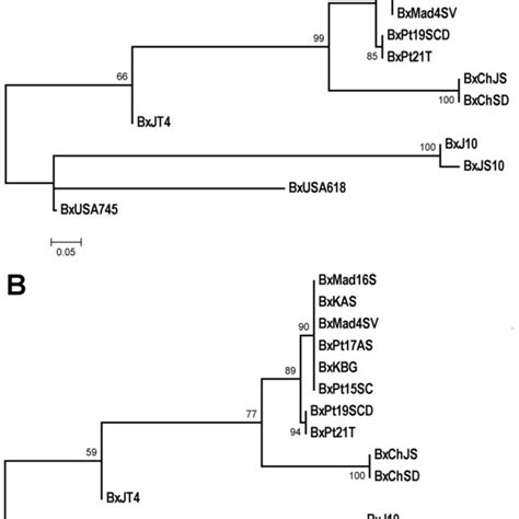 The Tree Was Based In The Neighbor Joining Algorithm A And Maximum