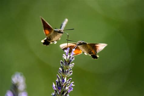 「falena」の写真素材 1328件の無料イラスト画像 Adobe Stock