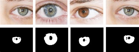 Some Bright Iris Images And Their Segmentation Results From Ubiris V2 Download Scientific Diagram