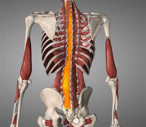 Rockstar Muscles Multifidus Core Advantage