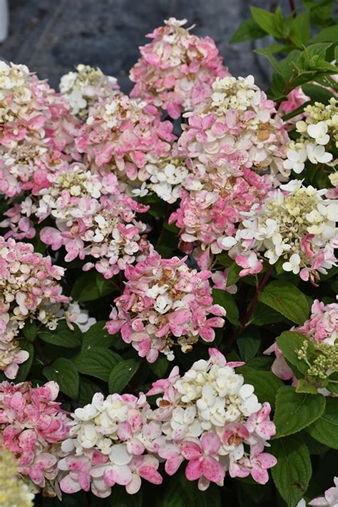 Hydrangea Firelight Tidbit Lurvey Landscape Supply