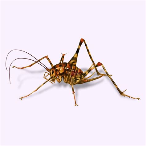 How To Identify And Get Rid Of Camel Crickets