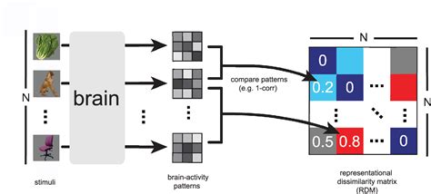 Figure 5 From A Toolbox For Representational Similarity Analysis Semantic Scholar