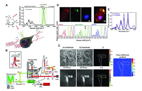 Schematic For The Combined Imaging By Raman Microscopy And Polarization