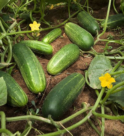 What Is The Difference Between Zucchini And Cucumber
