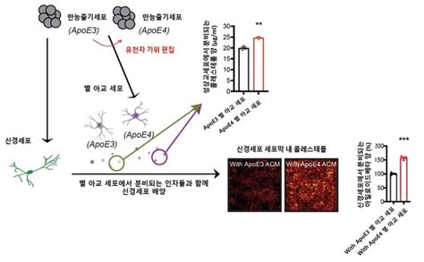 dgist 연구팀 사람 만능줄기세포 이용 알츠하이머 치매 발병 과정 규명 save internet 뉴데일리