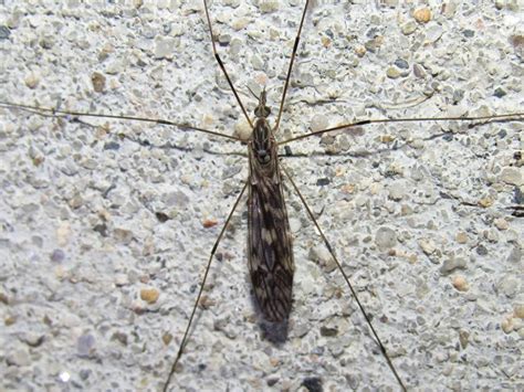 Limonia Sp Meigen 1803 Biodiversidade