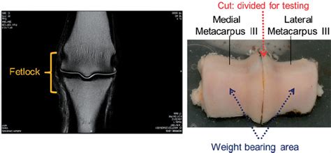 Radiograph Of The Fetlock Left And The Distal Metacarpus Iii Download Scientific Diagram