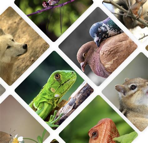 Best Javascriptjquery Image Slideshow Plugins For Your Gallery