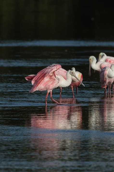 Roseate Spoonbills J N Ding Darling National Wildlife Refuge Sanibel