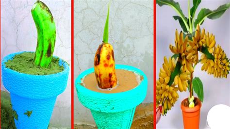 How To Grow Bananas Tree Banana Tree At Home Banana Trees YouTube