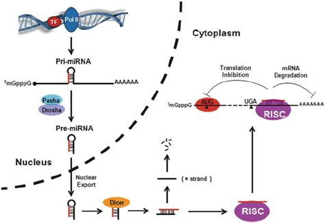 1 Schematic View Of Microrna Mirna Biogenesis And Action Rna Download Scientific Diagram
