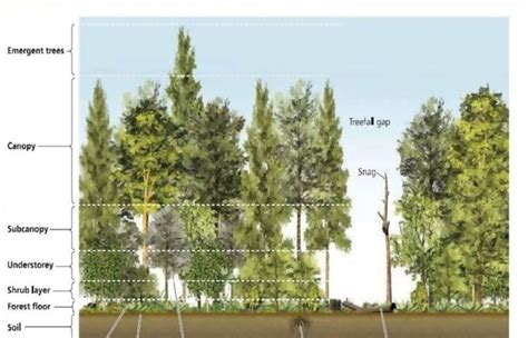 the forest canopy structure roles and measurement tools for applied