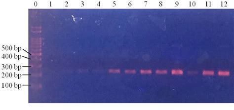 Detection Of Pathogenic Escherichia Coli In Pork Samples By Multiplex Download Scientific