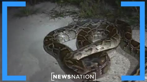 Python invasion exploding out of Florida Everglades | Morning in ...