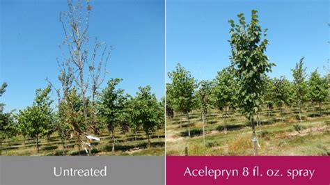 Strong Arm Leaf Feeding Insects Nursery Management