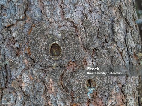 오래된 전나무 나무 줄기의 껍질 질감과 배경 상세한 나무 껍질 질감 0명에 대한 스톡 사진 및 기타 이미지 0명 거친 긁힌 Istock