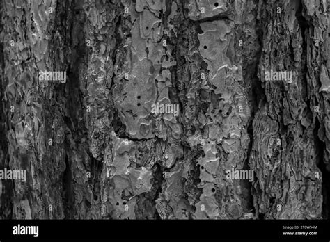 Beautiful Black And White Natural Background Tree Trunk Bark Skin Stock Photo Alamy