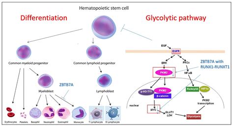 Cell Differentiation Process