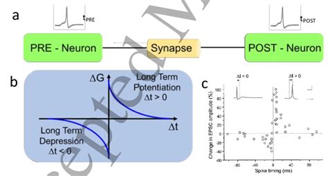 Spike Timing Dependent Plasticity Stdp Rule A Stdp Controls The Download Scientific