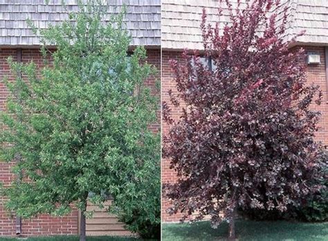 Canadian Red Choke Cherry Tree Etsy