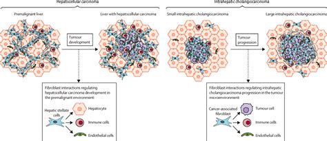 Fibroblasts
