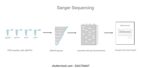 17 Sanger Dna Sequencing Stock Vectors And Vector Art Shutterstock